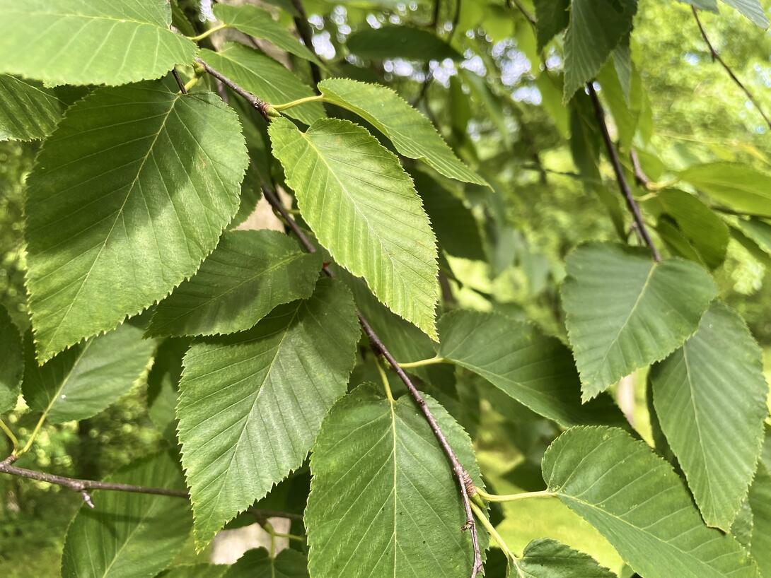 Sweet Birch | CMP Tree Selection Tool